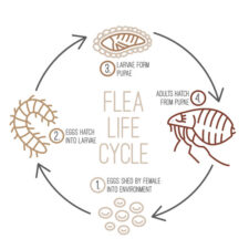 Goat Fleas, Ticks, and Chiggers! - Goat Journal